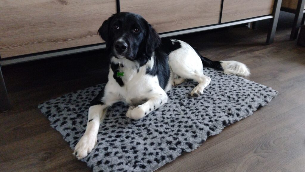 Beste vetbed 2026: tips, advies en ervaringen